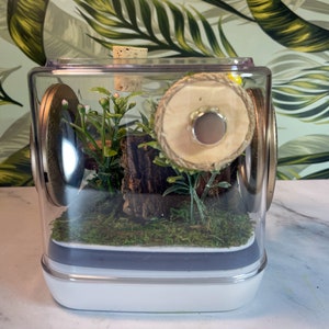 Jumping Spider Enclosure, 5x5x5 Spider House, Spider Tank, Spider ...