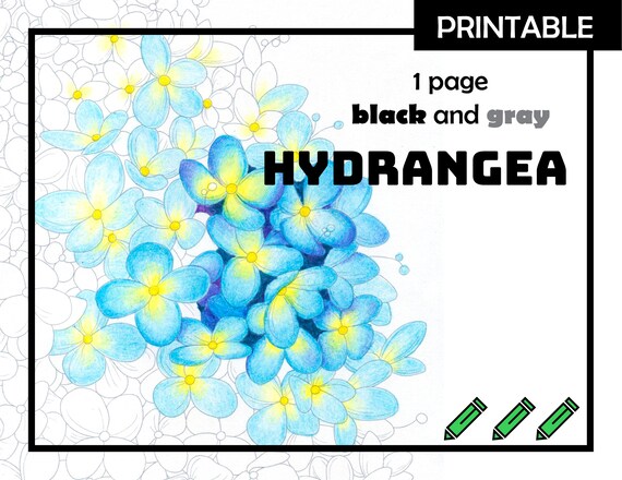 Hydrangea Flower Coloring Page Printable Pdf And Svg With Etsy