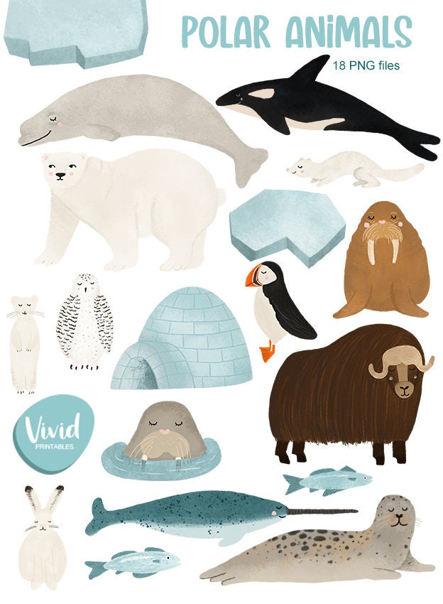 Polar Animals Clipart Set, 18 PNG Files, Instant Digital Download ...