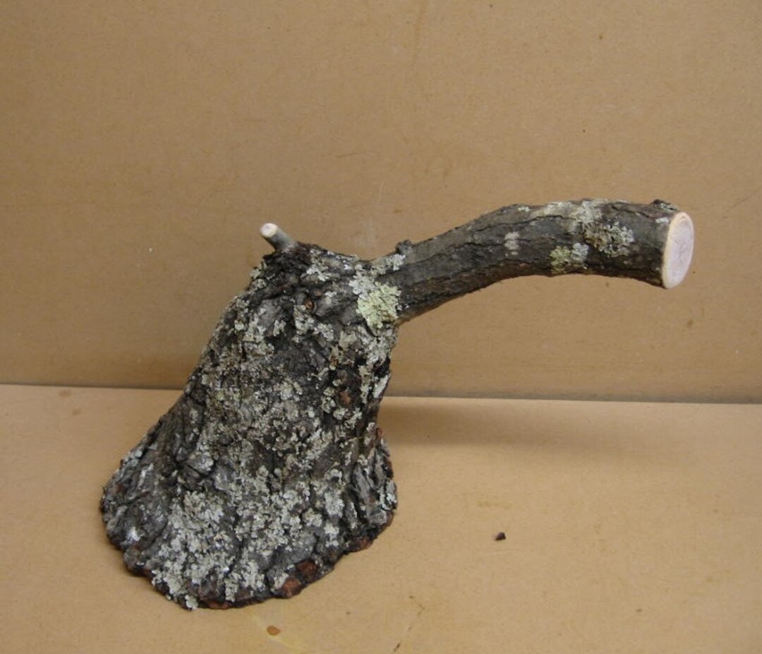 Oak Knot With a Long Limb, Heavy Bark, Ready for Whatever You Want on ...