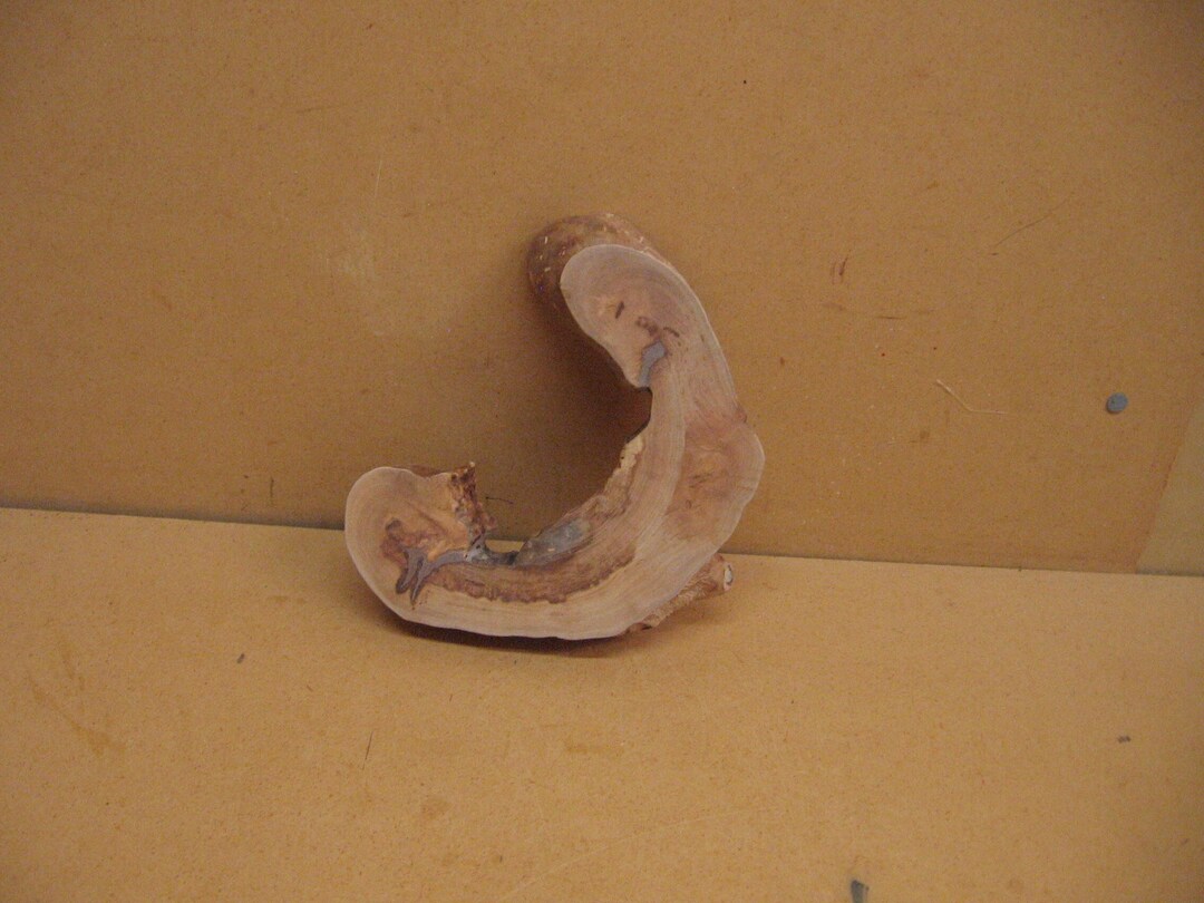 Wild Cherry Slab That Looks Like a Smile With a Fun Knot and Bug Trails ...