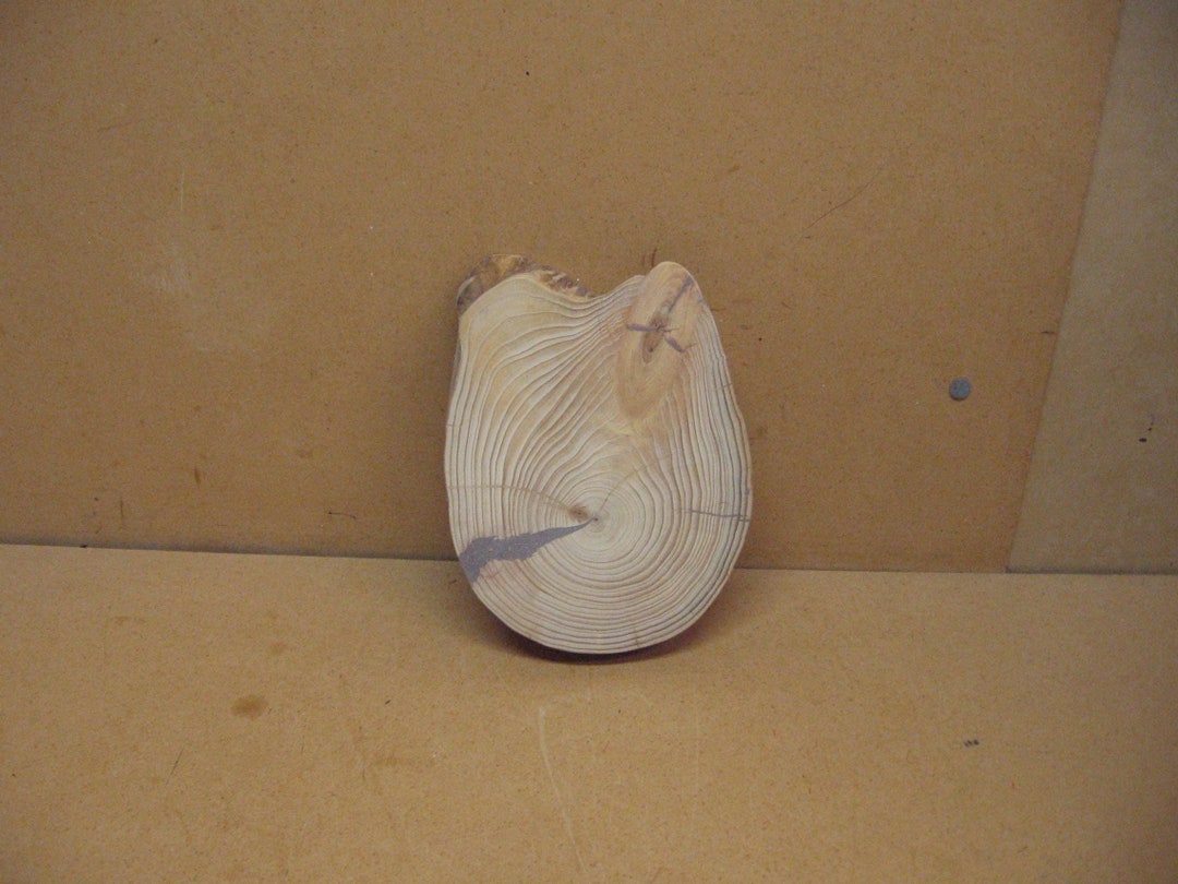 Funky Shaped Cypress Log Cut With Knots and Pretty Grain - Etsy