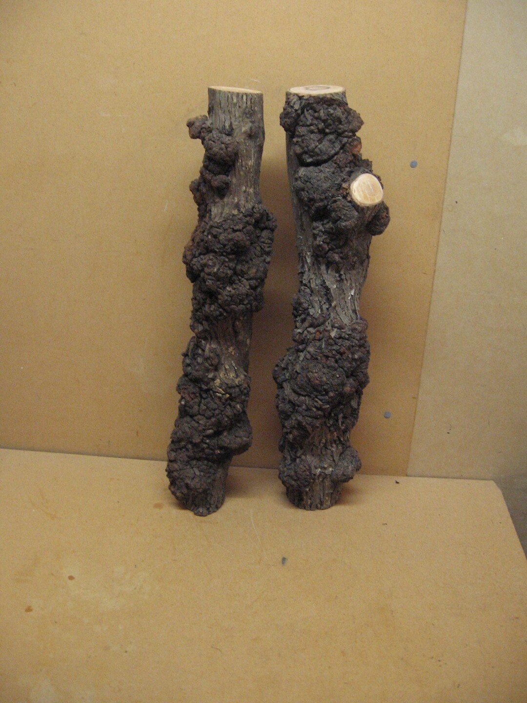2 Burl Covered Hickory Logs, Long and Funky Loads of Burls - Etsy