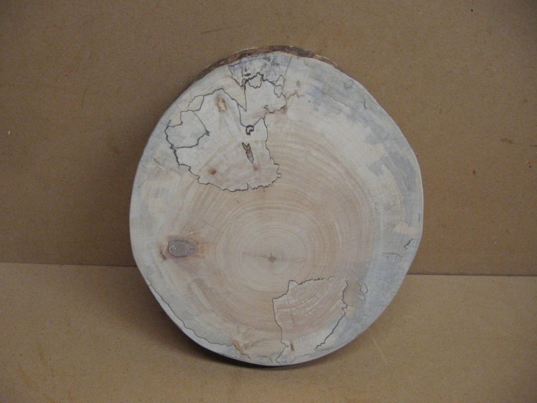 Spalted Maple With Great Color, Lines and a Knot for Added Interest. - Etsy