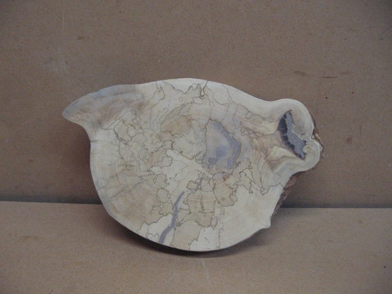 Funky Spalted Gum Slab With Knots and Color Sort of Looks Like - Etsy