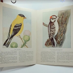 Almost-antique 1928 “birds We Know” Book of Paintings by Ray Gleason - Etsy