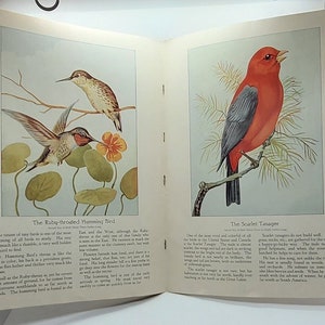Almost-antique 1928 “birds We Know” Book of Paintings by Ray Gleason - Etsy