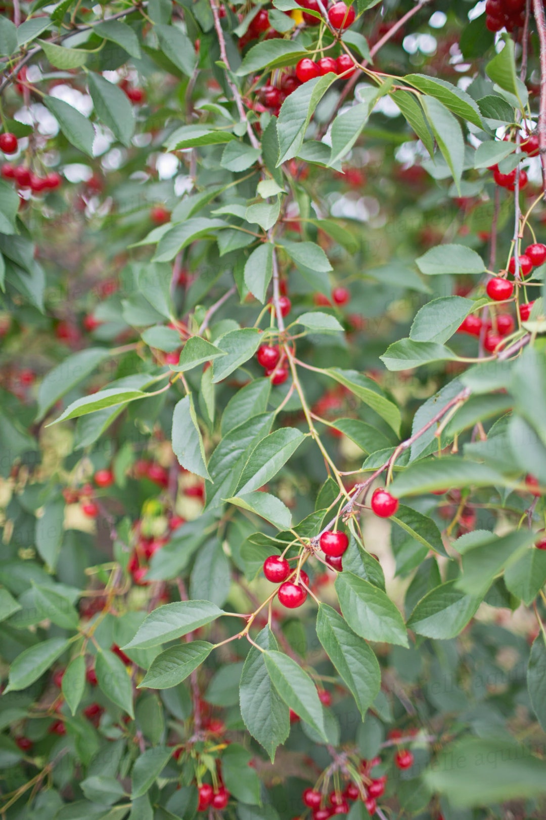 Cherry Tree Cherries Orchard Food Fruit Door County Wisconsin Art Decor ...