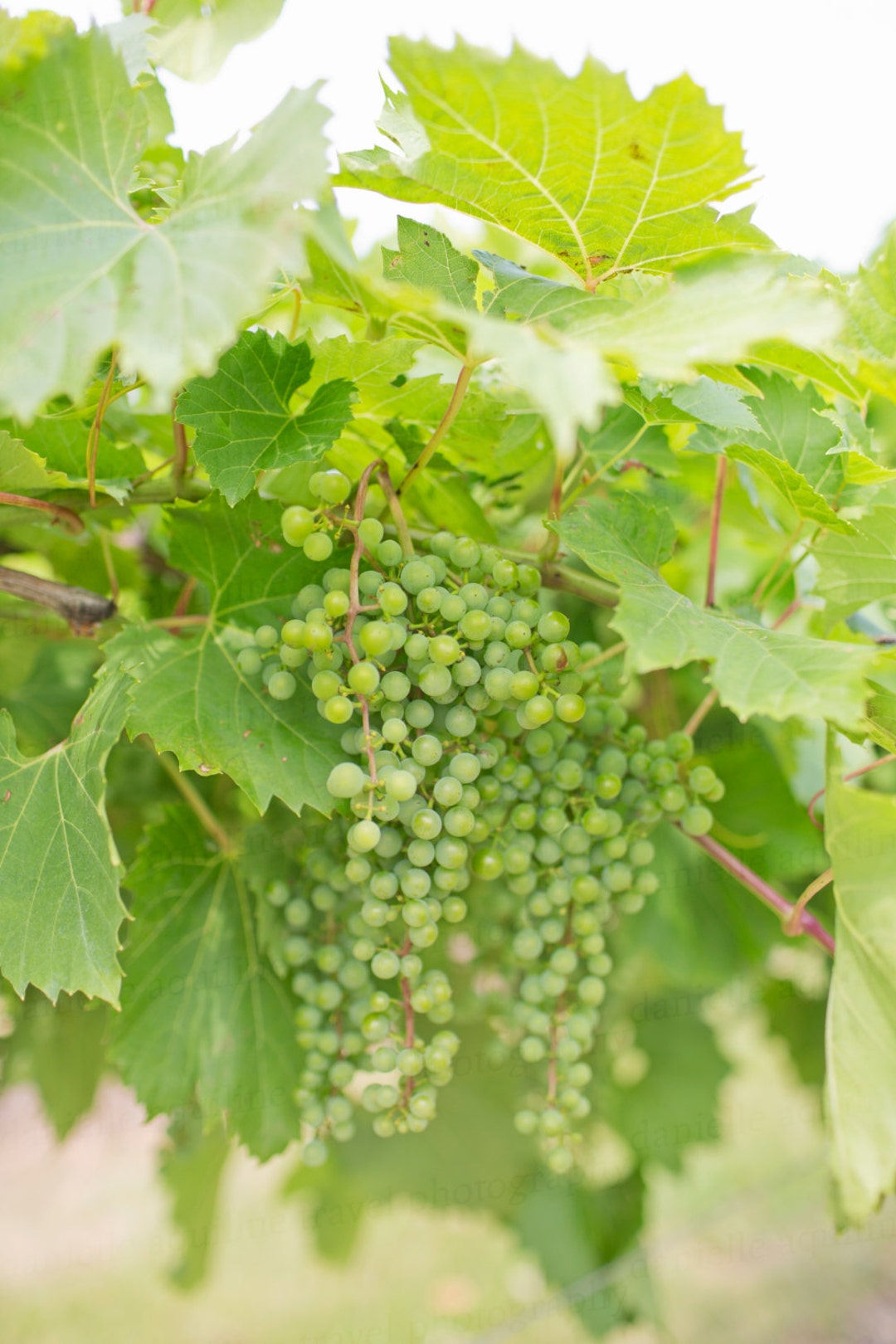 Vineyard Wine Vine Grapes Door County Wisconsin Green Photography Decor ...