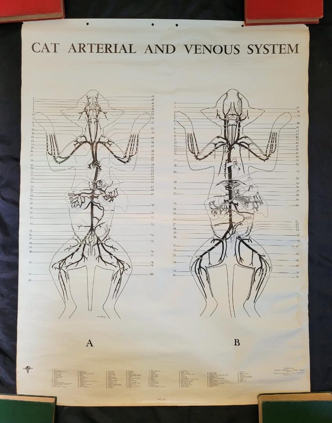 1957 Original Cat Arterial & Venous System Turtox Poster Chart for ...