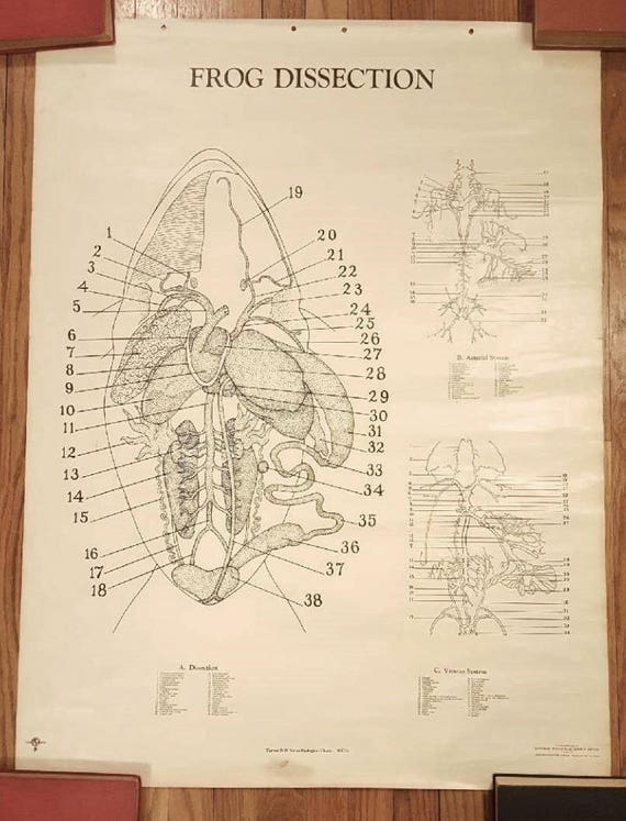 1937 Vintage Frog Dissection Anatomy Illustrated Chart Poster | Etsy