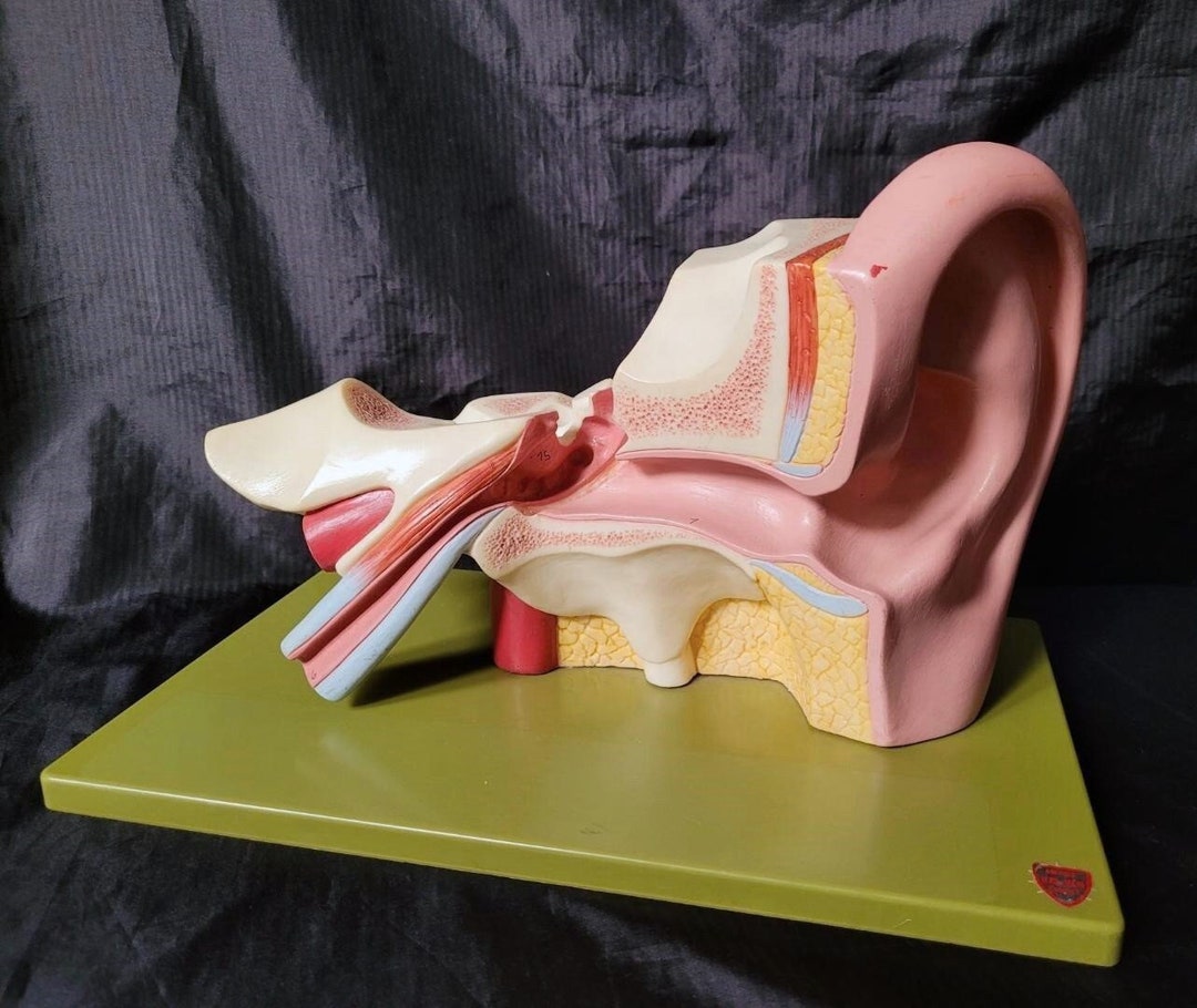 Somso Anatomical Human Ear Model Educational Classroom Instructional ...