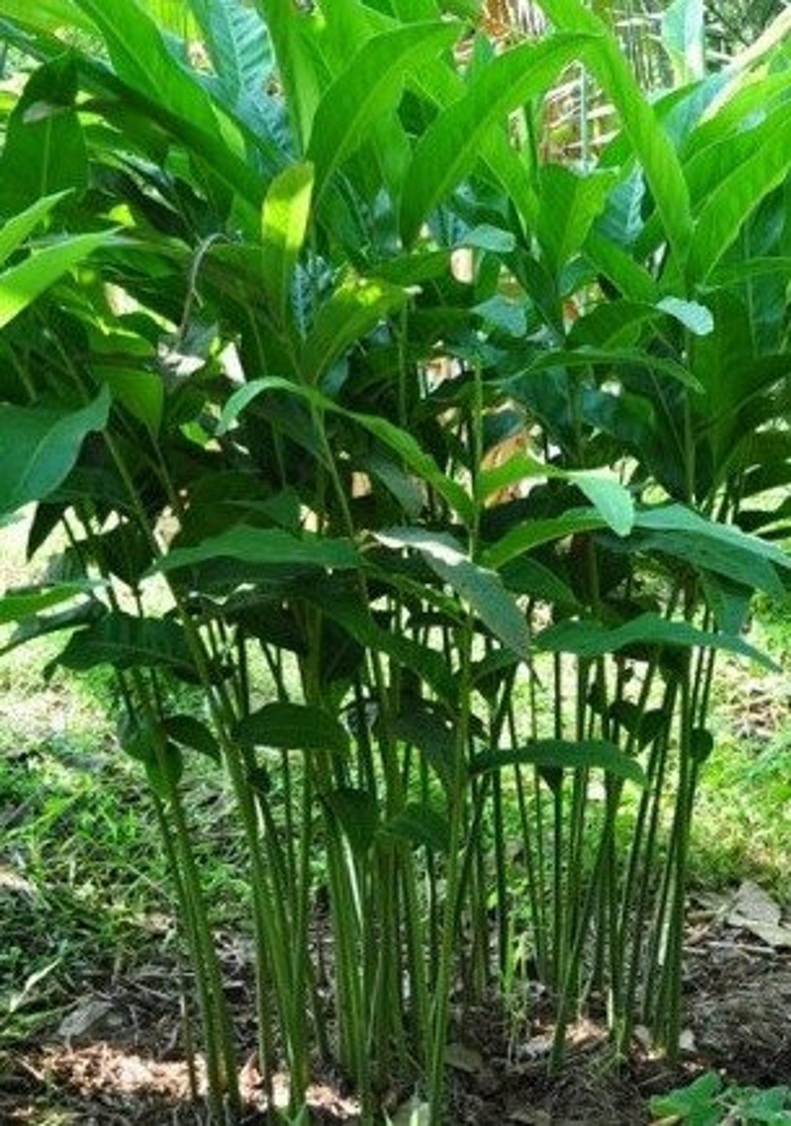 Live Galangal Rhizome Fresh Galangal Root Galangal Plant - Etsy