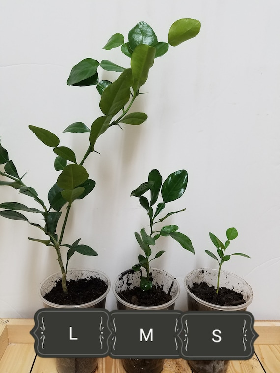 Kaffir Lime Tree Citrus Hystrix Makrut In Half Gallon Pot,, 02/18/2024
