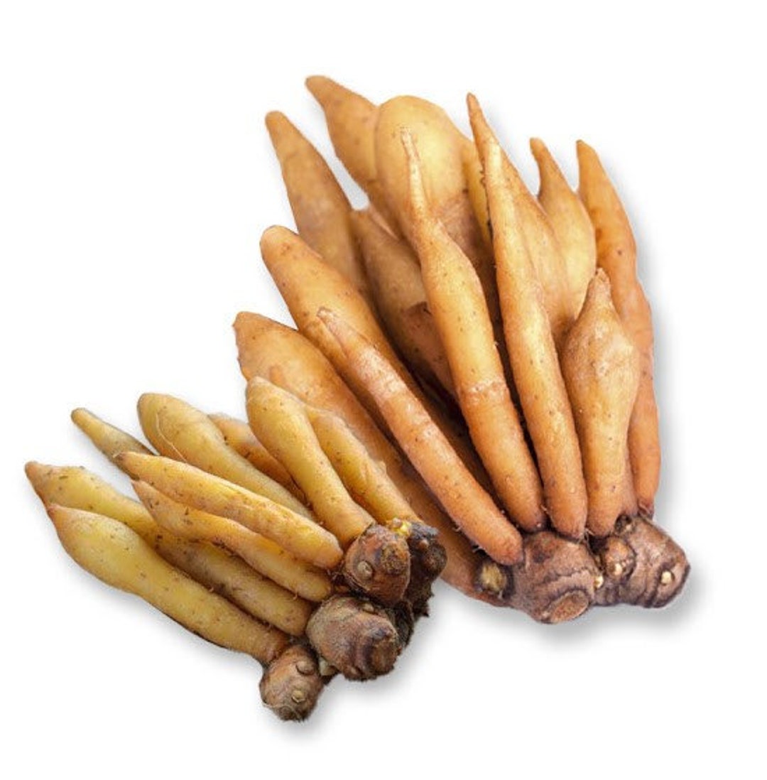 Live Chinese Keys Plant, Boesenbergia Rotunda, Fingerroot Live Plant ...