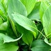Live Chinese Keys Plant, Boesenbergia Rotunda, Fingerroot Live Plant ...