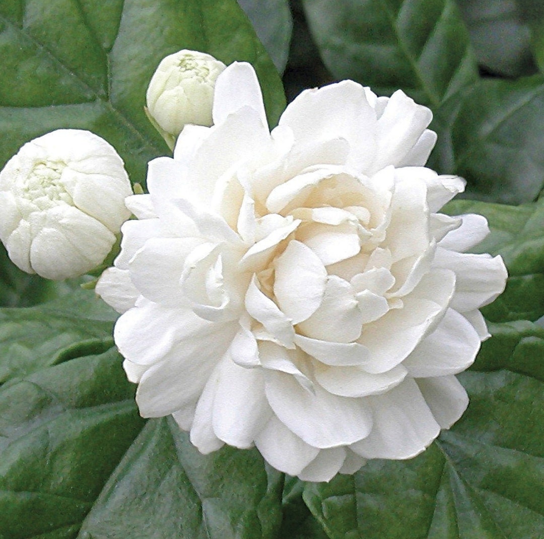 Grand Duke Jasmine Plant, Jasmine Seedling, Live Jasmine Plant ...