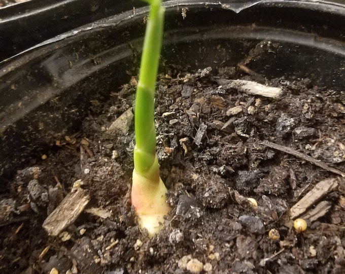 Live Ginger Rhizome, Fresh Ginger Root, Ginger Plant Starter, Fresh ...