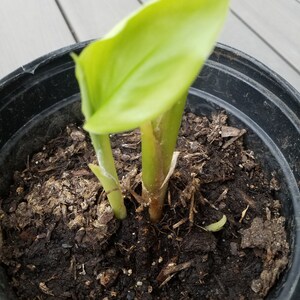 Live Chinese Keys Plant, Boesenbergia Rotunda, Fingerroot Live Plant ...