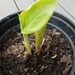 Live Chinese Keys Plant, Boesenbergia Rotunda, Fingerroot Live Plant ...
