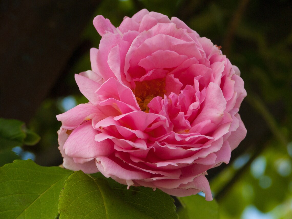 Natural Homemade Rose Powder for Face/body Packs, 50 Grams (we Create ...