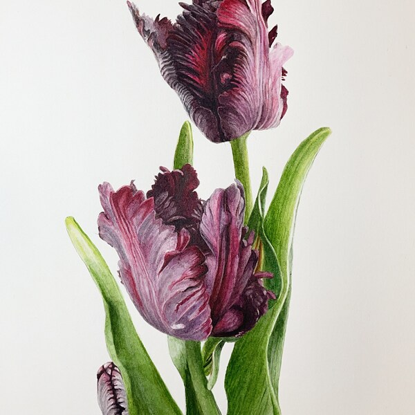Parrot Tulip - Etsy