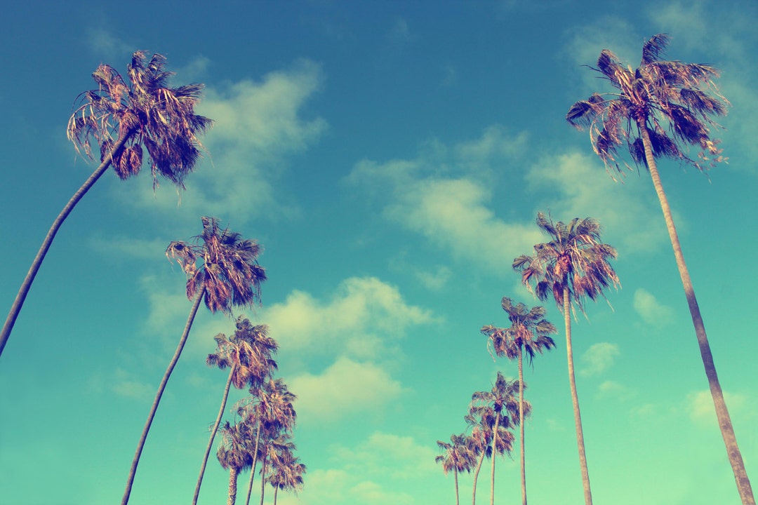 Lofty Palms, Sky, Palm Trees, Clouds, La Jolla, San Diego, California ...