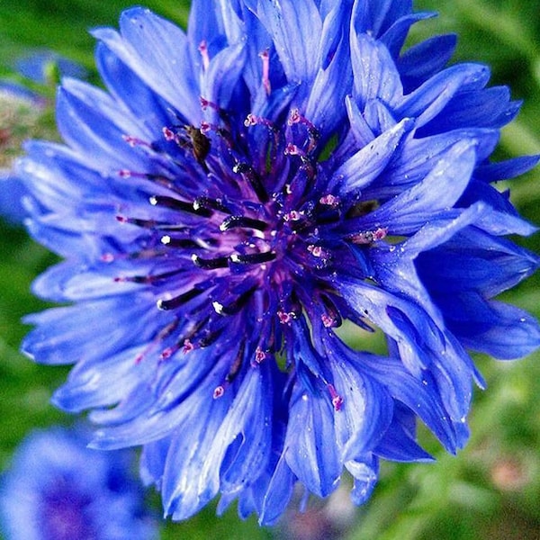 Blue Cornflower - Etsy