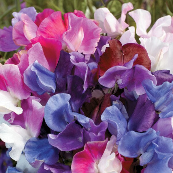 Sweet Pea Flowers - Etsy