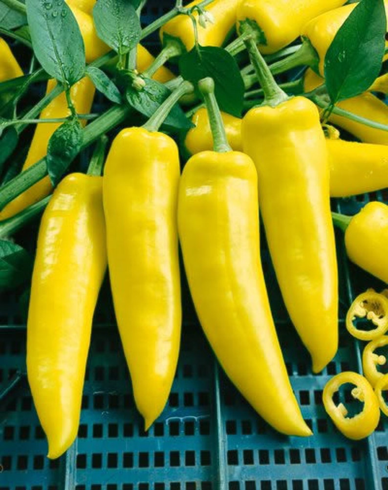 Graines de piment à la cire jaune hongroise biologique 50 Graines ...