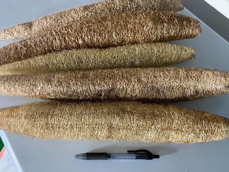 Luffa Gourd Seeds/ Heirloom/ Organically Grown/ Hand Harvested/ 20 ...