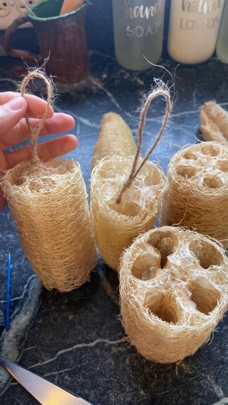 Luffa Gourd Seeds/ Heirloom/ Organically Grown/ Hand Harvested/ 20 ...