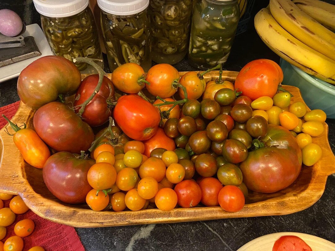 Rainbow Mix Tomato Seeds/ Heirloom/ Hybrid/ Organically Grown/ Hand ...
