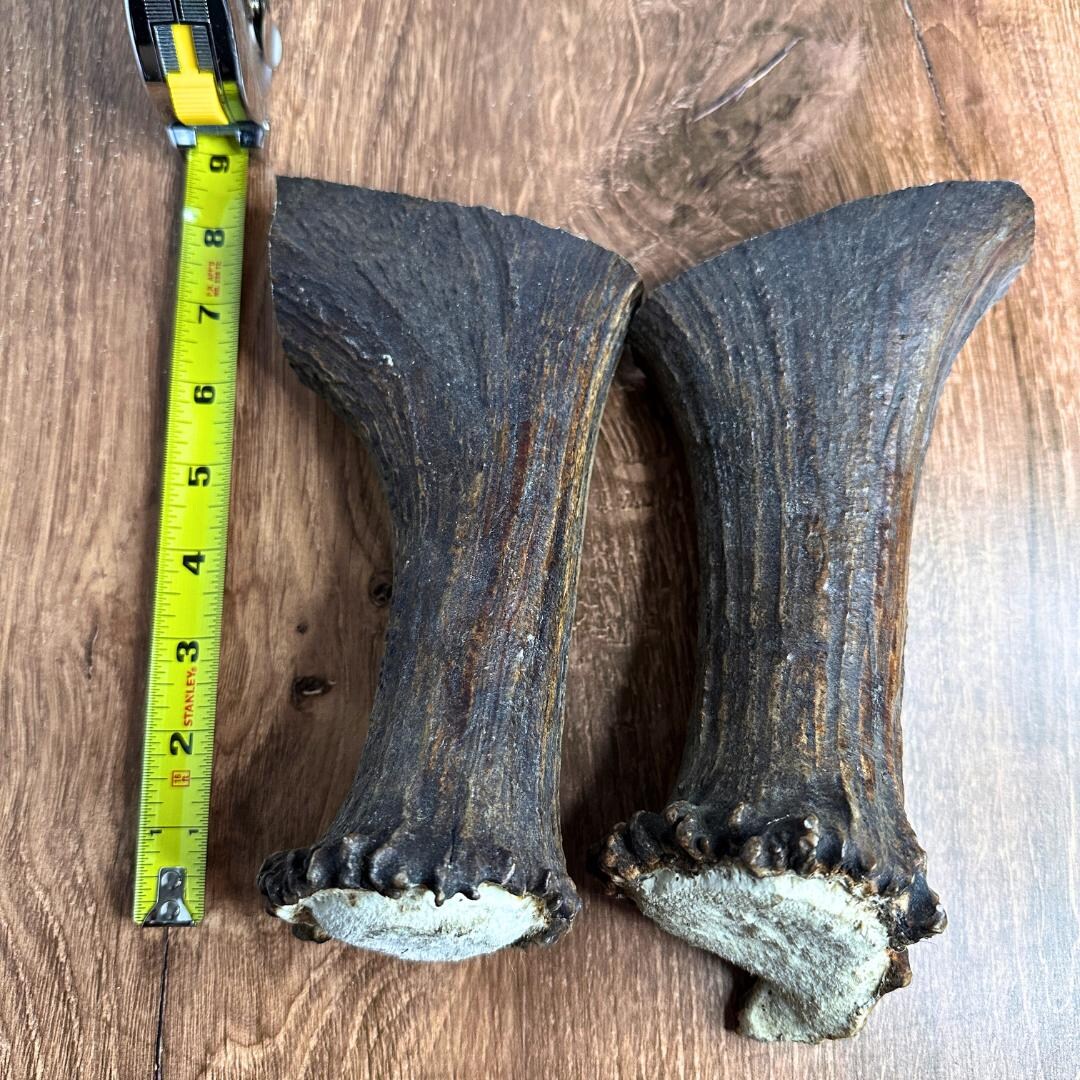 2 Pack Dense Alaskan Moose Antler Bases 7.5” Craft Supply - Etsy