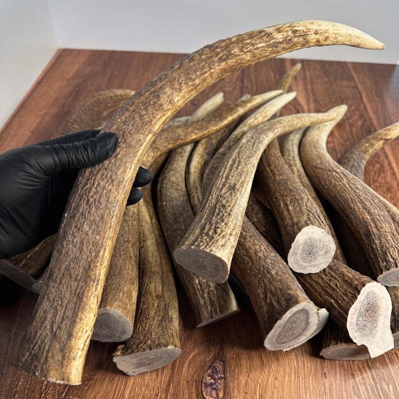 10 Lb Wholesale Elk Antler Tines 12–17” Bulk Antler Supply - Etsy