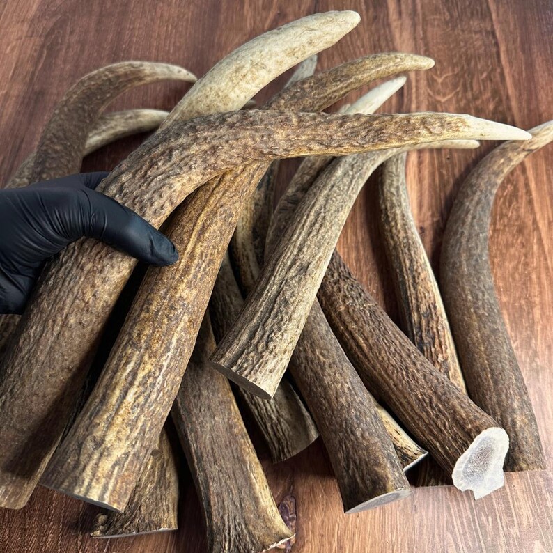 10 Lb Wholesale Elk Antler Tines 12–17” Bulk Antler Supply - Etsy