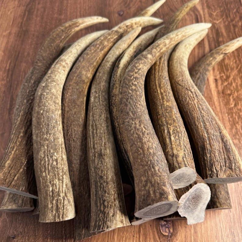 10 Lb Wholesale Elk Antler Tines 12–17” Bulk Antler Supply - Etsy
