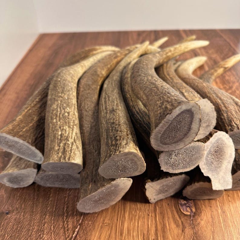 10 Lb Wholesale Elk Antler Tines 12–17” Bulk Antler Supply - Etsy