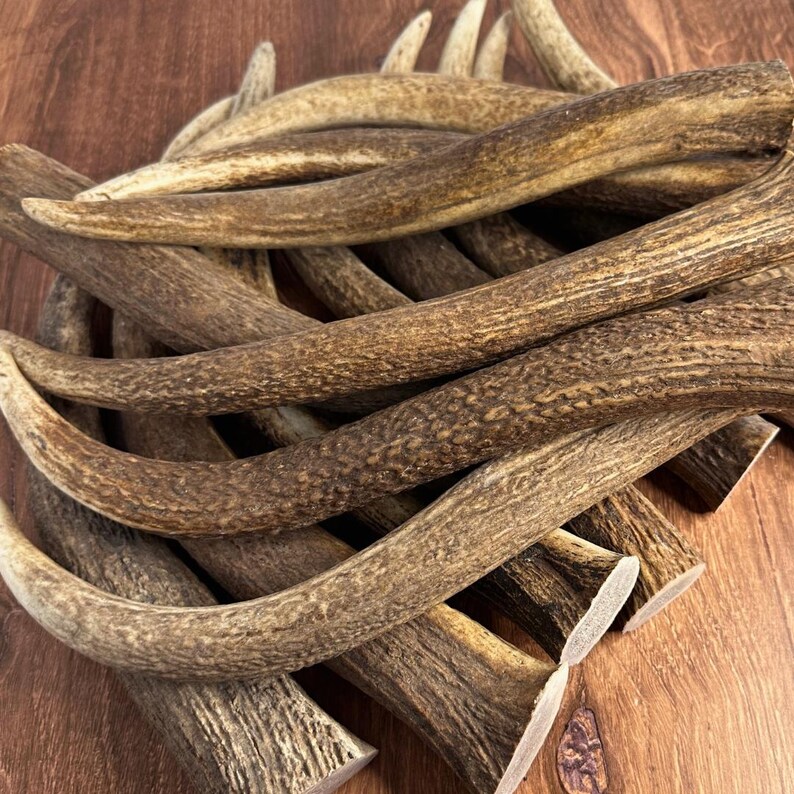 10 Lb Wholesale Elk Antler Tines 12–17” Bulk Antler Supply - Etsy