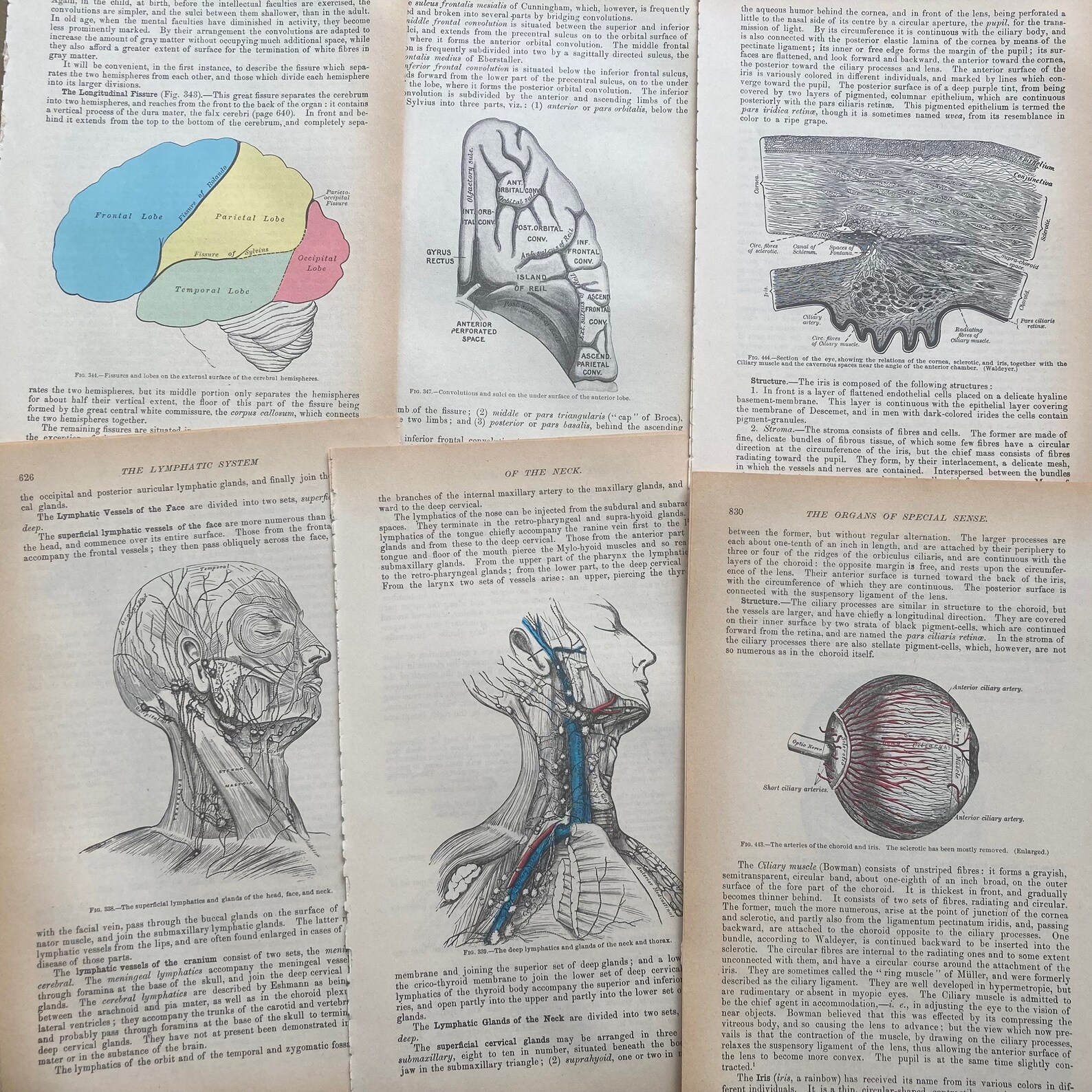 20 Gray's Anatomy Book Pages. Anatomical Drawings. Human - Etsy