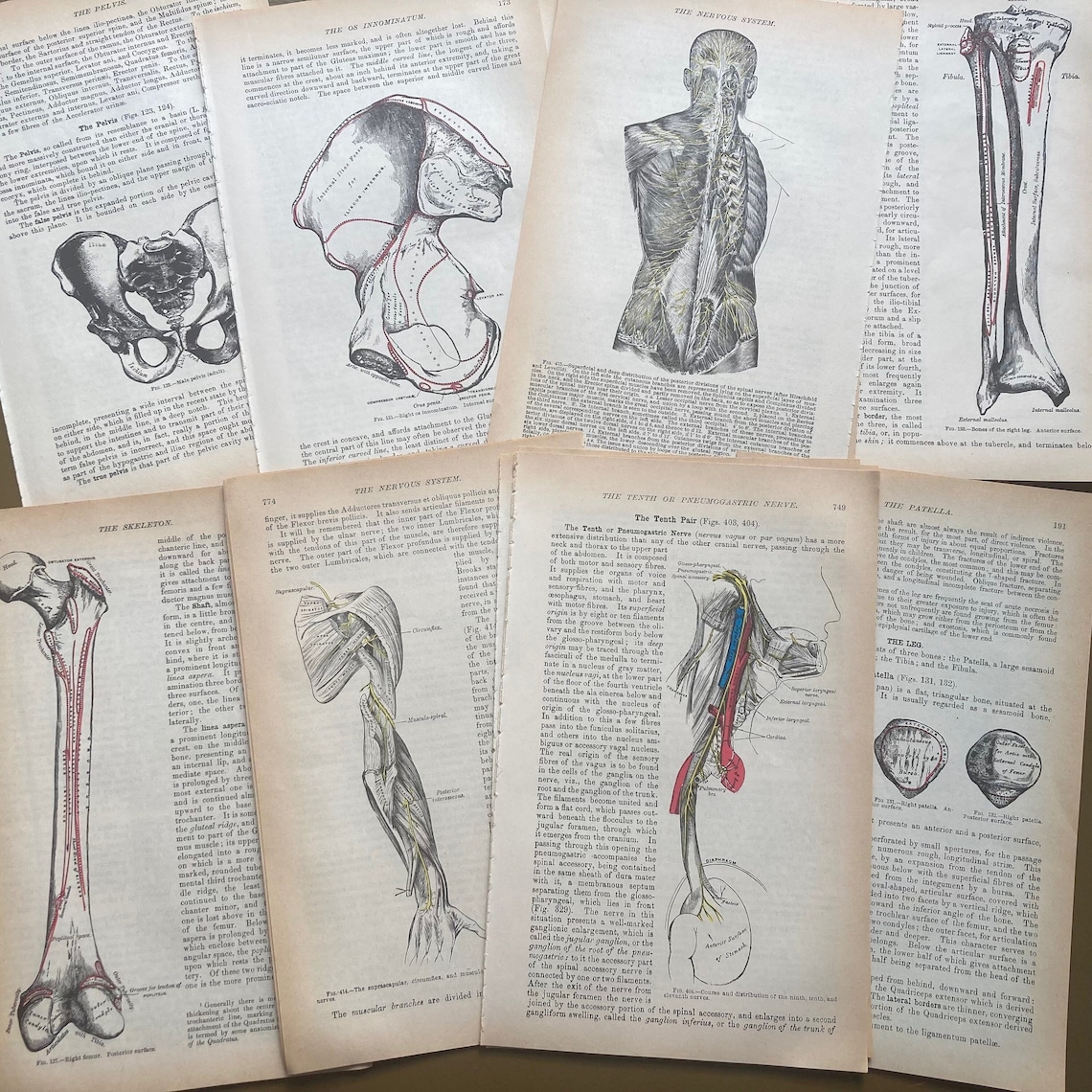 20 Gray's Anatomy Book Pages. Anatomical Drawings. Human - Etsy