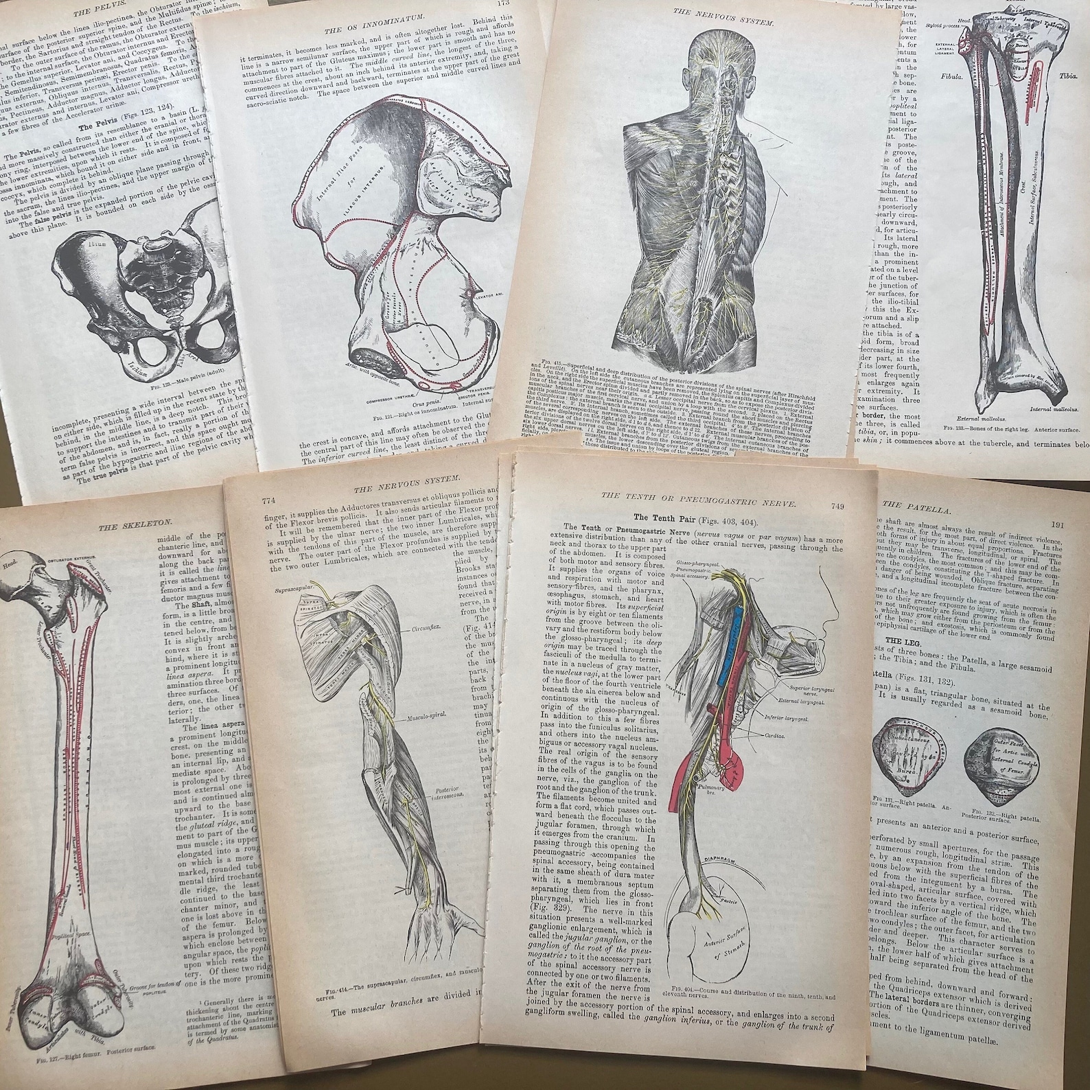 20 Gray's Anatomy Book Pages. Anatomical Drawings. Human Body. Vintage ...