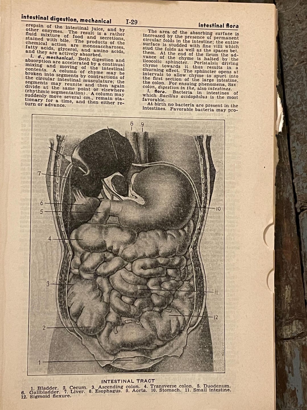 25 Medical Dictionary Pages. Anatomy Book Pages. Anatomical Drawings ...
