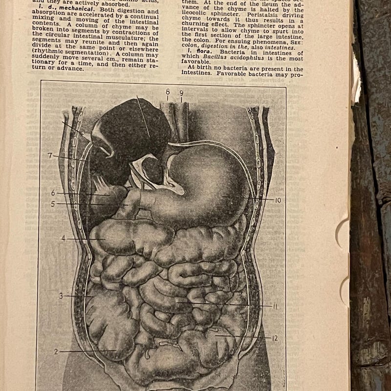 Dictionary Drawing - Etsy