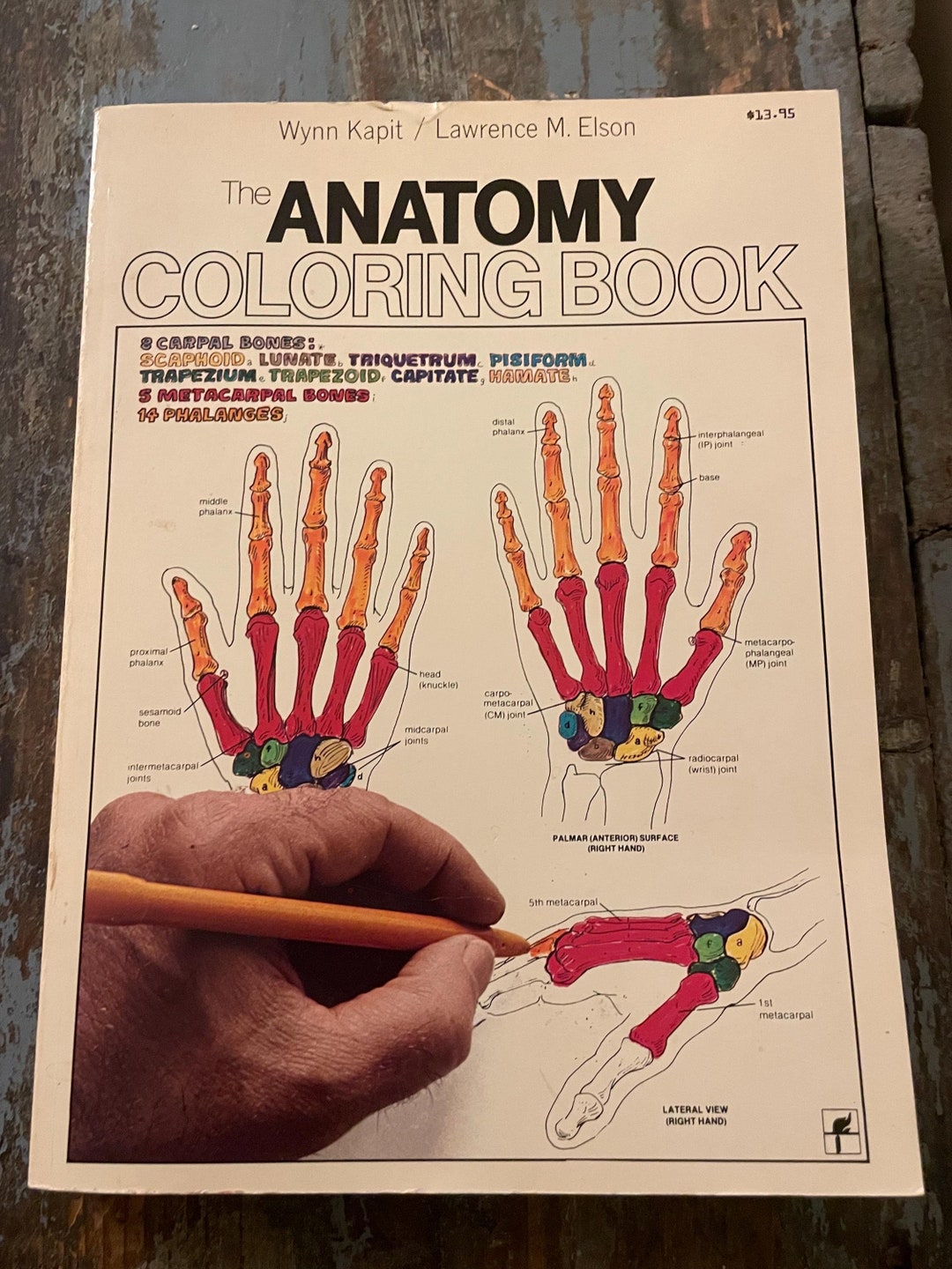 The Anatomy Coloring Book. 1977. Vintage Science Coloring Book. Science ...