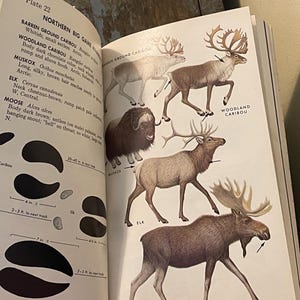 A Field Guide to the Mammals of America North of Mexico. 1976. Peterson ...