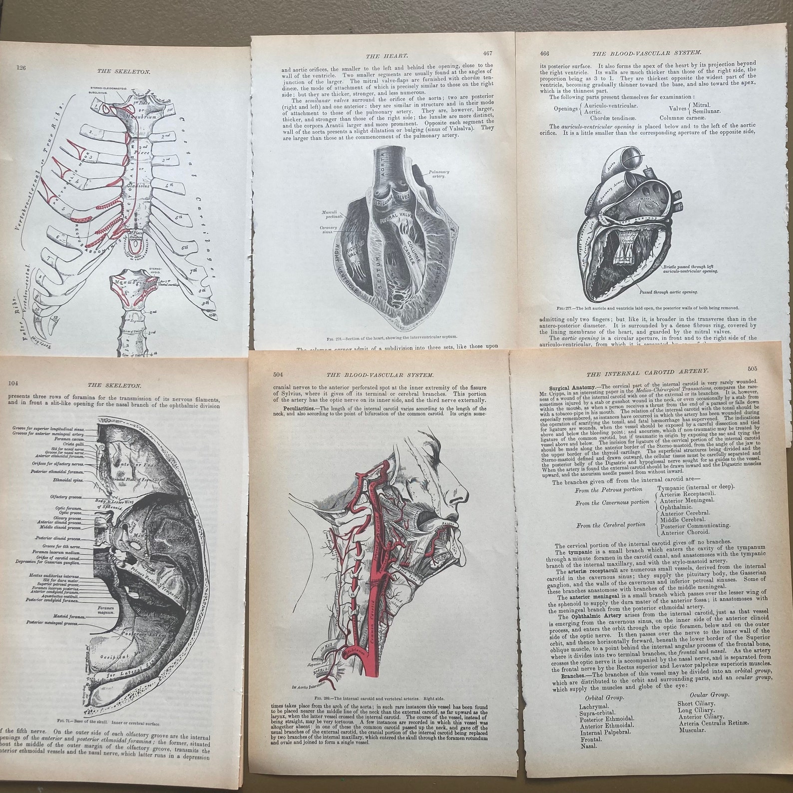 20 Gray's Anatomy Book Pages. Anatomical Drawings. Human Body. Vintage ...