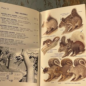A Field Guide to the Mammals of America North of Mexico. 1976. Peterson ...