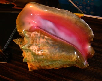 Pink conch shell | Etsy