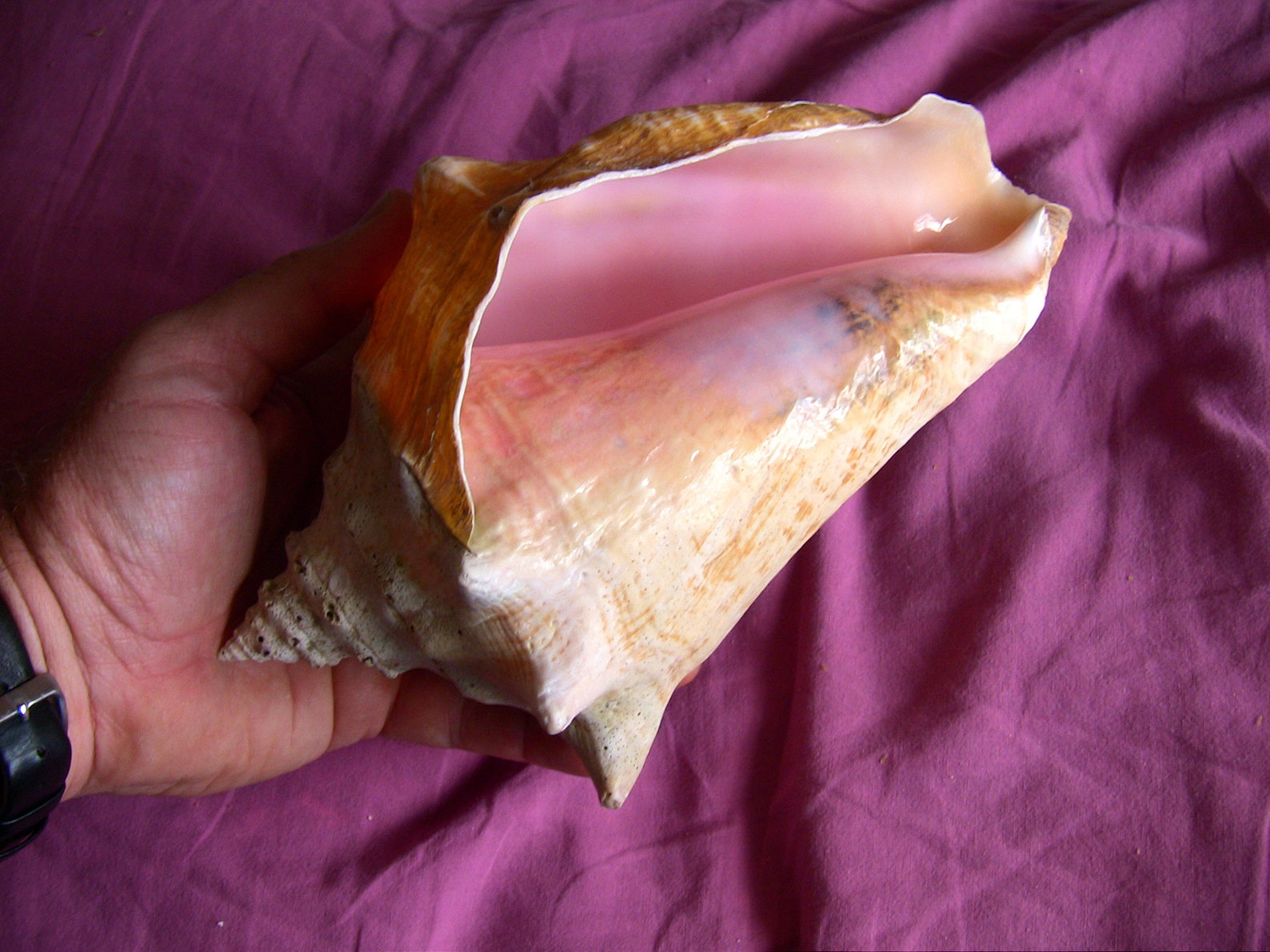 Beautiful Queen Conch shell 9 large natural finding | Etsy